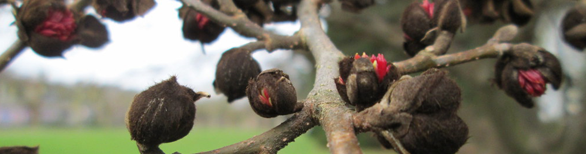 Clavalier d'Amérique, (Zanthoxylum americanum) – Pépinière Casse-Noisette