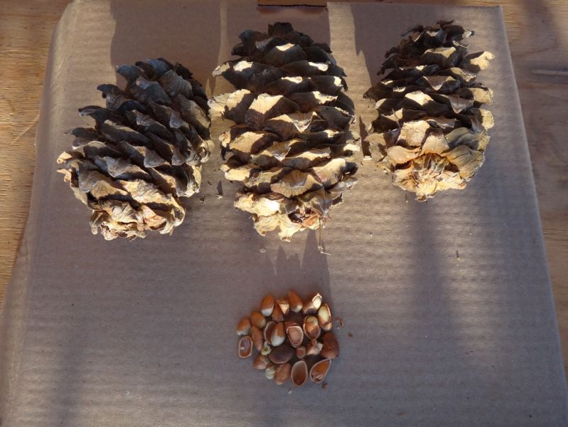 Pin de Corée, Pinus Koraiensis (Korean Pine) – Pépinière Casse-Noisette