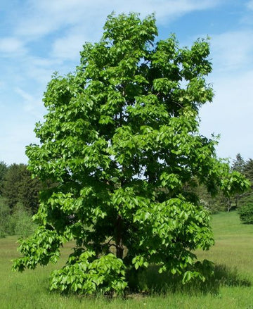 Caryer ovale - Carya ovata – Pépinière Casse-Noisette