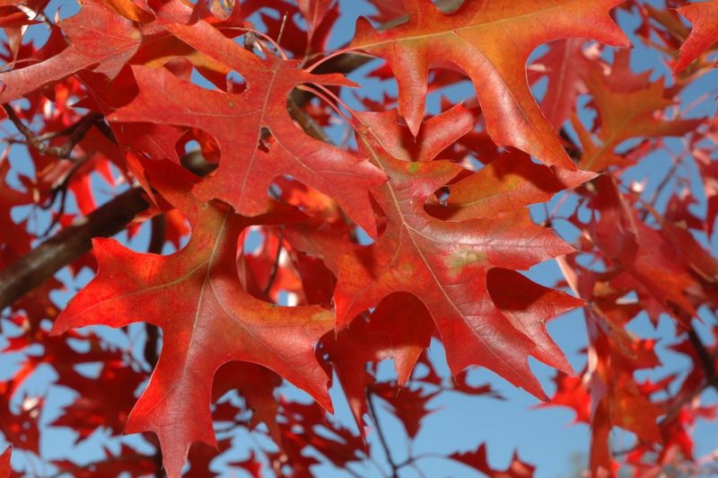 Chêne écarlate - Quercus coccinea – Pépinière Casse-Noisette
