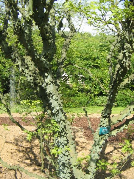 Clavalier d'Amérique, (Zanthoxylum americanum) – Pépinière Casse-Noisette