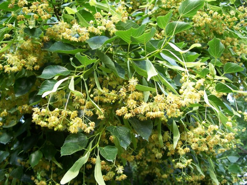 Tilleul d'Amérique (tilia americana) – Pépinière Casse-Noisette