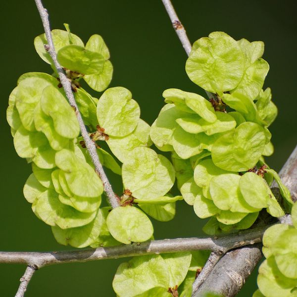 Orme rouge - Ulmus rubra – Pépinière Casse-Noisette