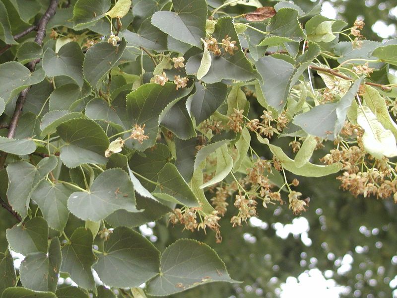 Tilleul à petite feuilles (tilia cordata) – Pépinière Casse-Noisette