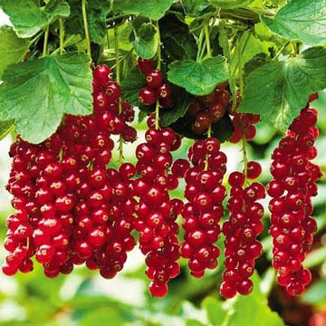 Arbres et arbustes fruitiers – Pépinière Casse-Noisette