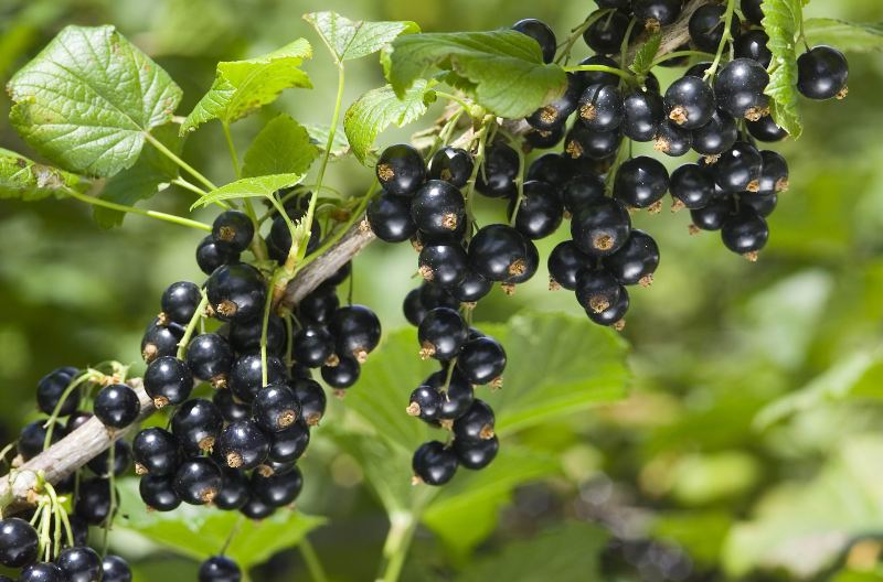 Cassis Titania – Pépinière Casse-Noisette