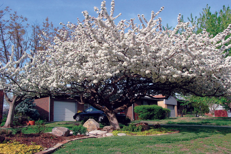 Pommetier décoratif SARGENTII - malus – Pépinière Casse-Noisette