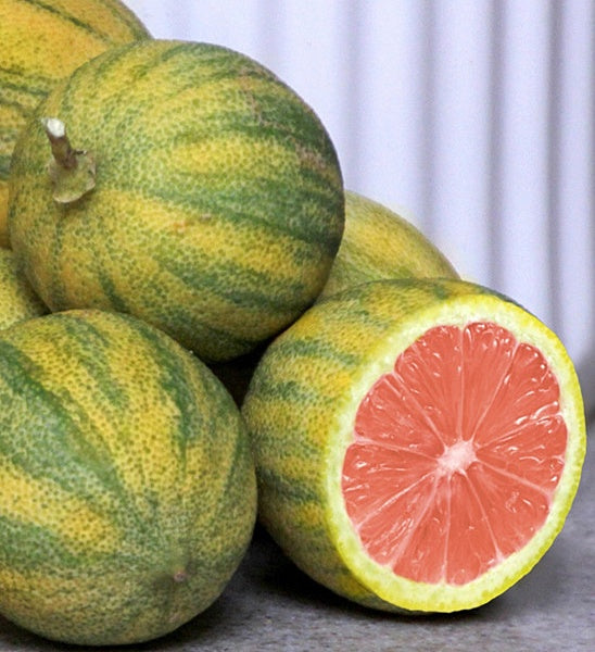 Citron Zébré Nain – Pépinière Casse-Noisette