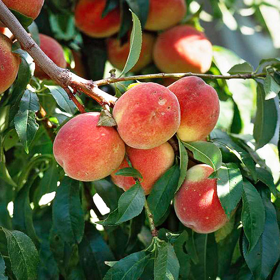 Pêcher Canadian Harmony – Pépinière Casse-Noisette