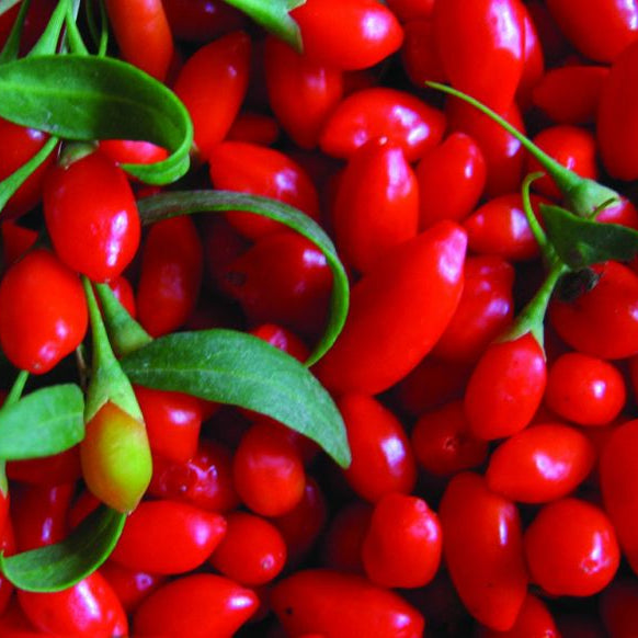 Autres Petits Fruits – Pépinière Casse-Noisette