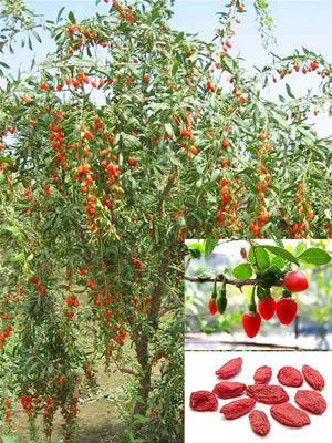 Baies de Goji DYNAMITE (Lycium barbarum) – Pépinière Casse-Noisette