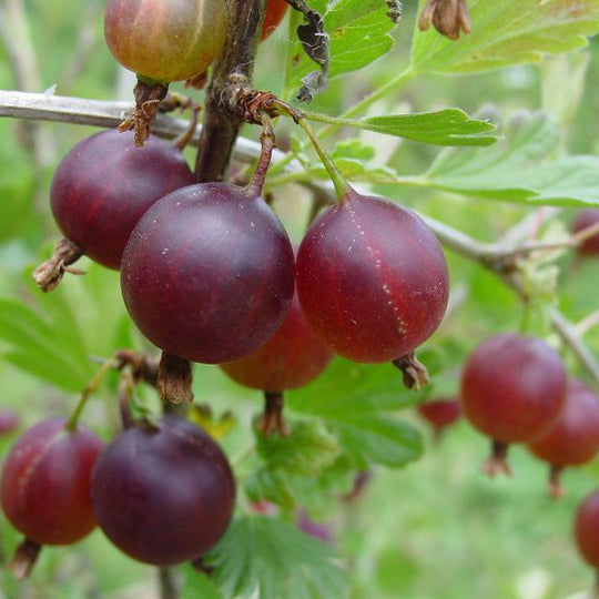 Cassis, Gadelles et Groseilles – Pépinière Casse-Noisette