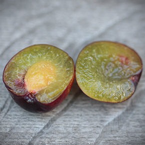 Chum prune-cerise OPATA – Pépinière Casse-Noisette