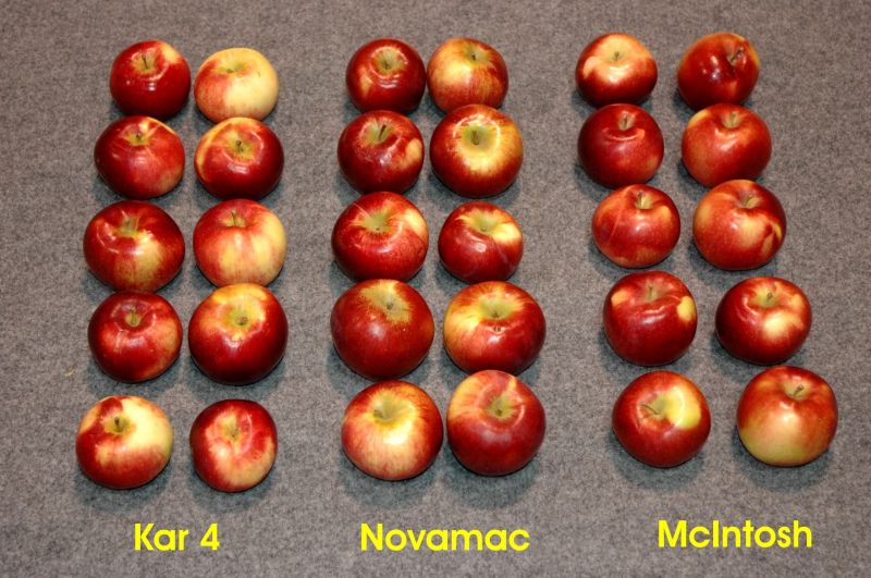 Pommier Novamac – Pépinière Casse-Noisette
