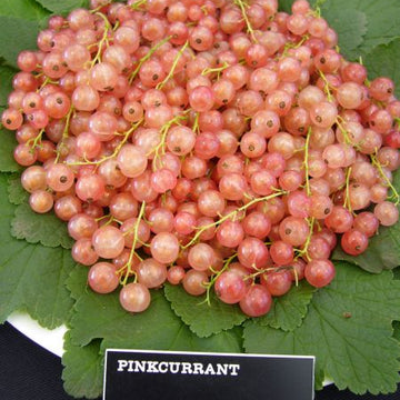 Cassis, Gadelles et Groseilles – Pépinière Casse-Noisette