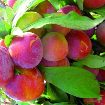 Pruniers – Pépinière Casse-Noisette