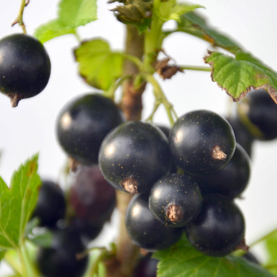 Cassis, Gadelles et Groseilles – Pépinière Casse-Noisette