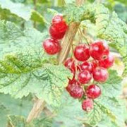 Cassis, Gadelles et Groseilles – Pépinière Casse-Noisette