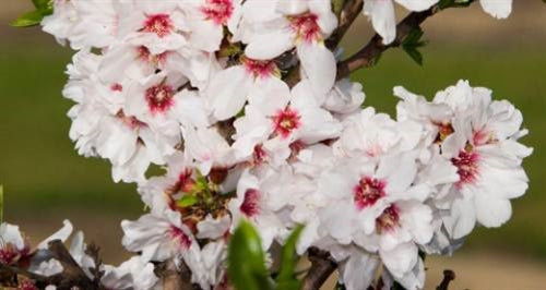 Amandier doux greffé TEXAS MISSION - Prunus Dulcis – Pépinière Casse ...