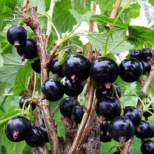 Cassis, Gadelles et Groseilles – Pépinière Casse-Noisette