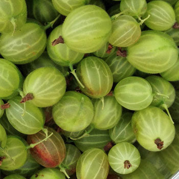 Cassis, Gadelles et Groseilles – Pépinière Casse-Noisette