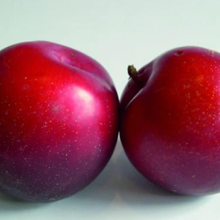 Pruniers – Pépinière Casse-Noisette