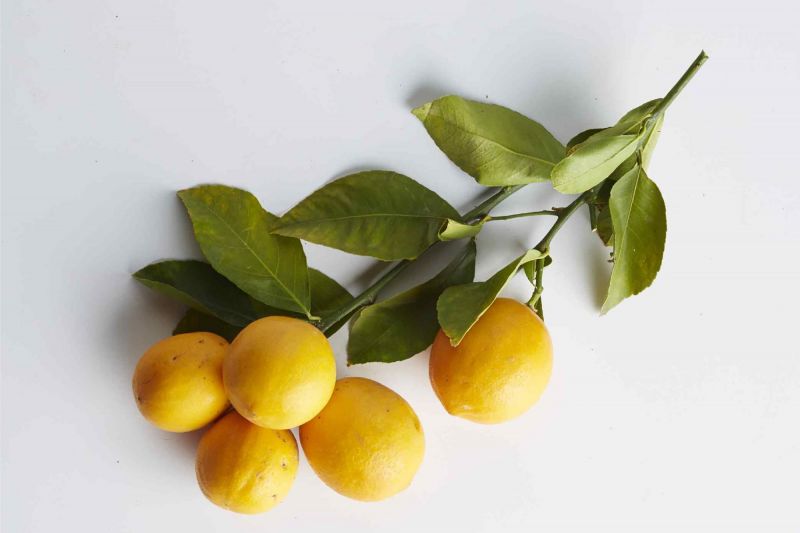 Citron Meyer Nain – Pépinière Casse-Noisette