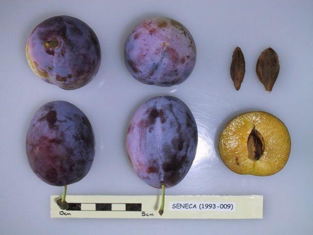 Prunier Seneca Prunus domestica – Pépinière Casse-Noisette