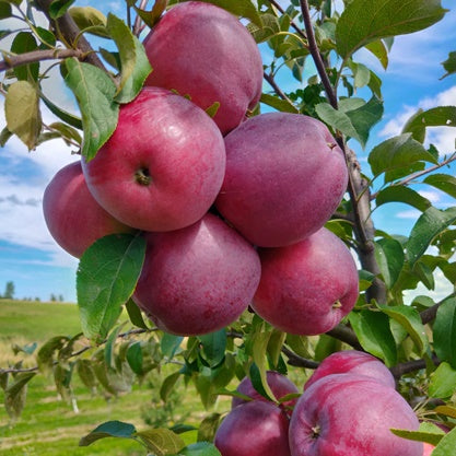 Pommiers – Pépinière Casse-Noisette