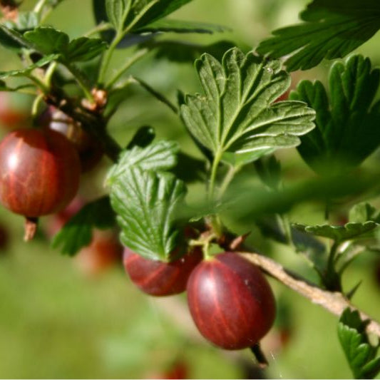 Cassis, Gadelles et Groseilles – Pépinière Casse-Noisette