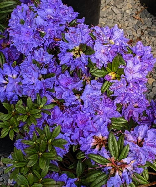 Rhododendron Blue Baron – Pépinière Casse-Noisette
