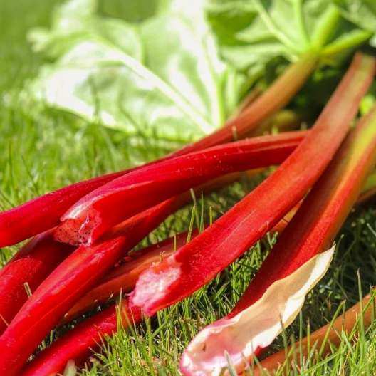 Autres Petits Fruits – Pépinière Casse-Noisette