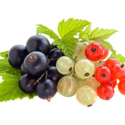 Cassis, Gadelles et Groseilles – Pépinière Casse-Noisette