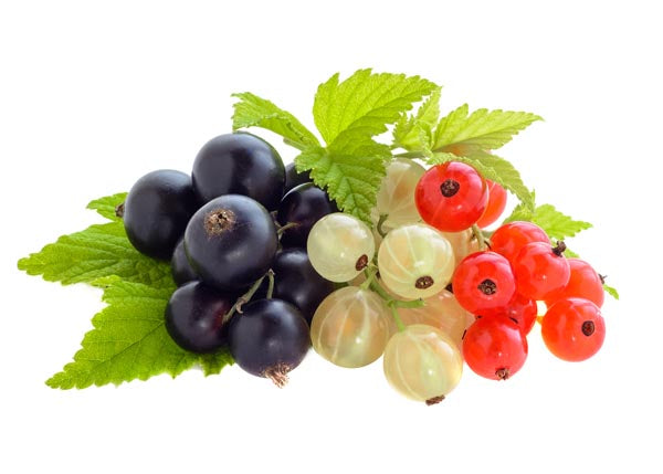 Cassis ou Gadelier ou Groseille mystère – Pépinière Casse-Noisette