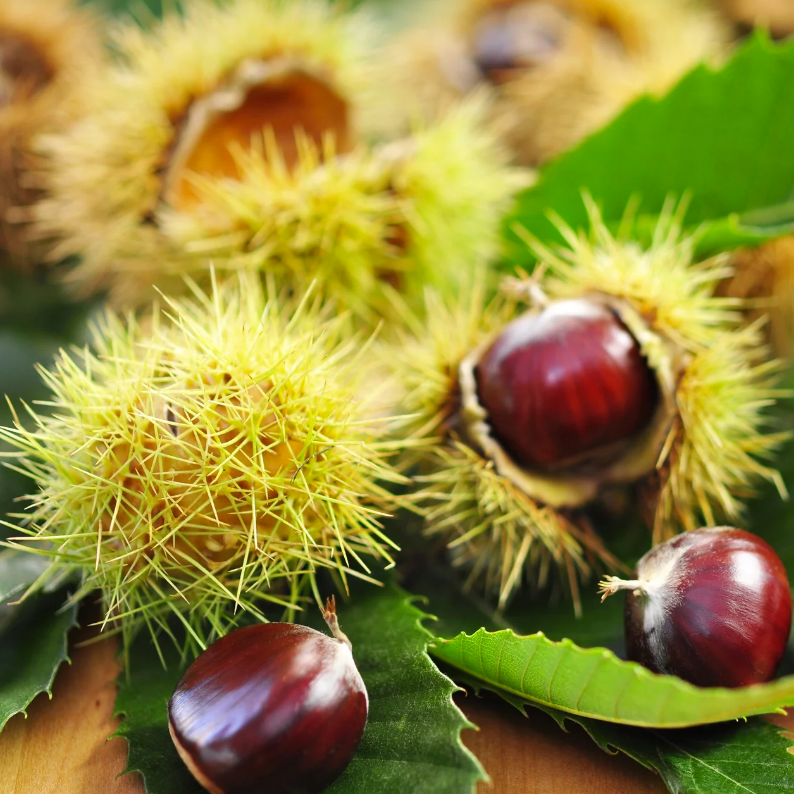 Châtaigniers – Pépinière Casse-Noisette