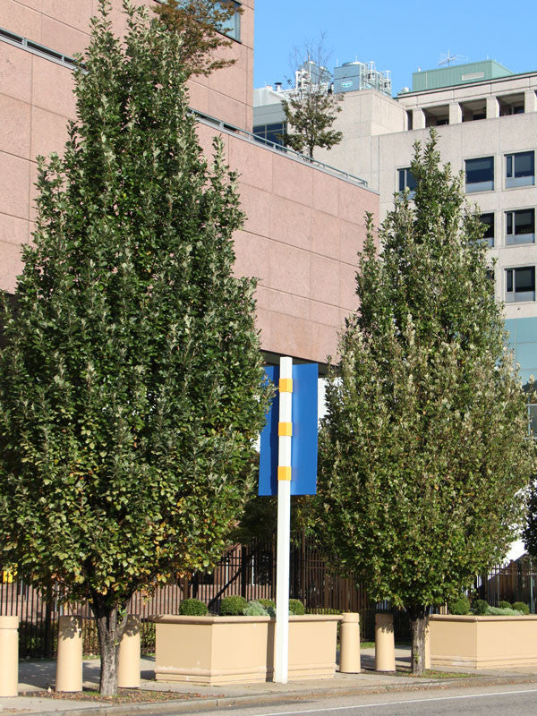 Chêne colonnaire 'REGAL PRINCE' Q. Bicolor X Robur – Pépinière Casse ...